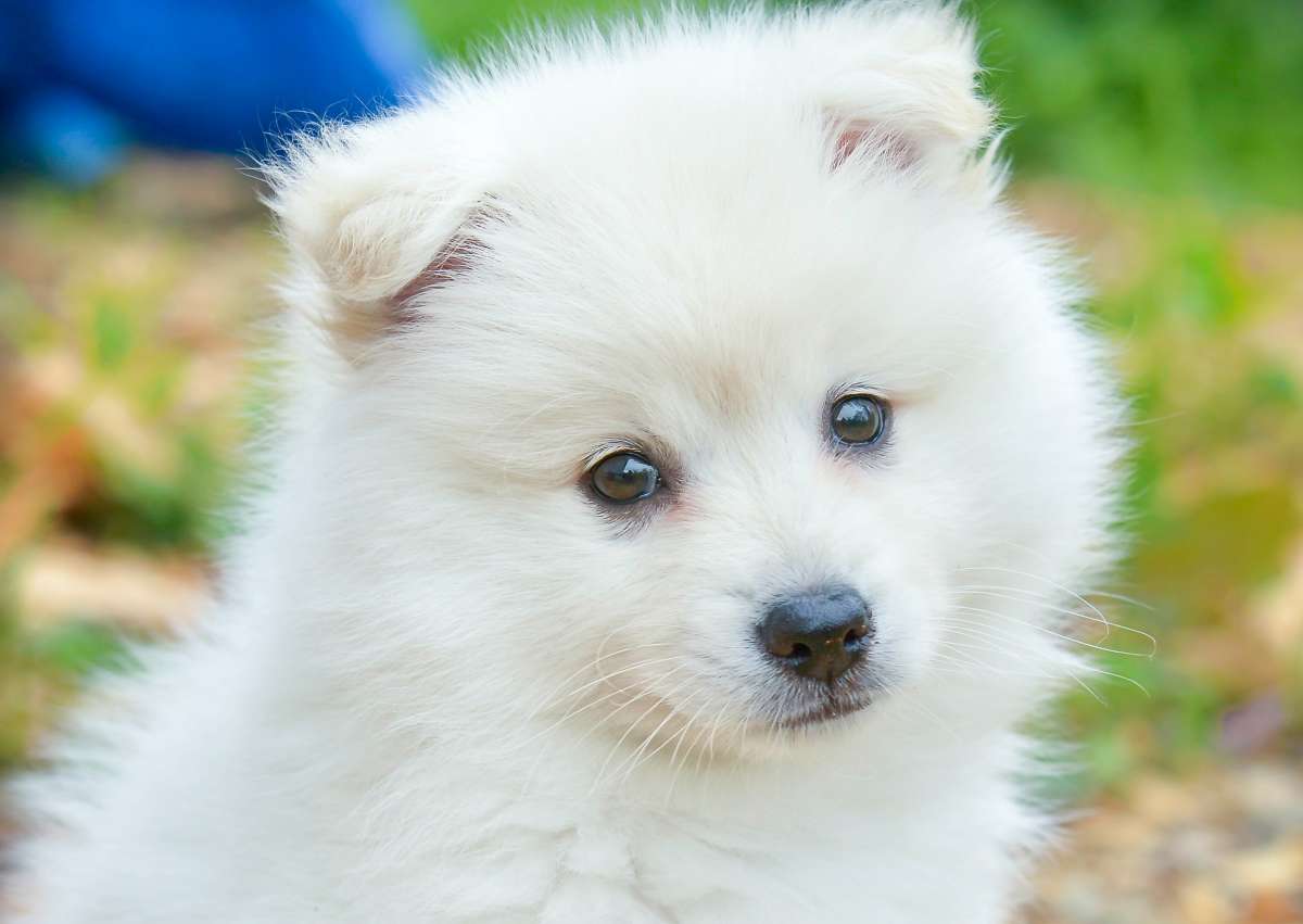 Giornata mondiale del cane: i migliori accessori per un dono speciale