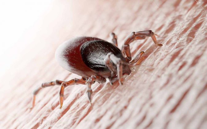 Morso di zecca, i consigli dell'esperto: rischi reali e procedure