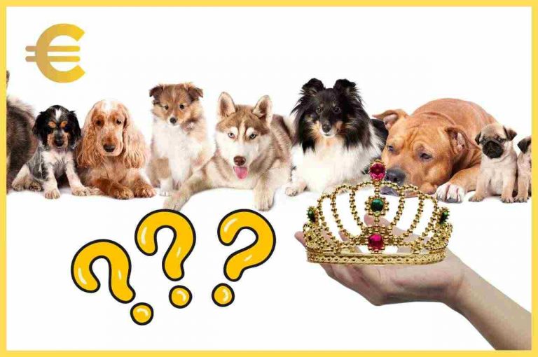 Vi presentiamo la razza di cane più intelligente al mondo
