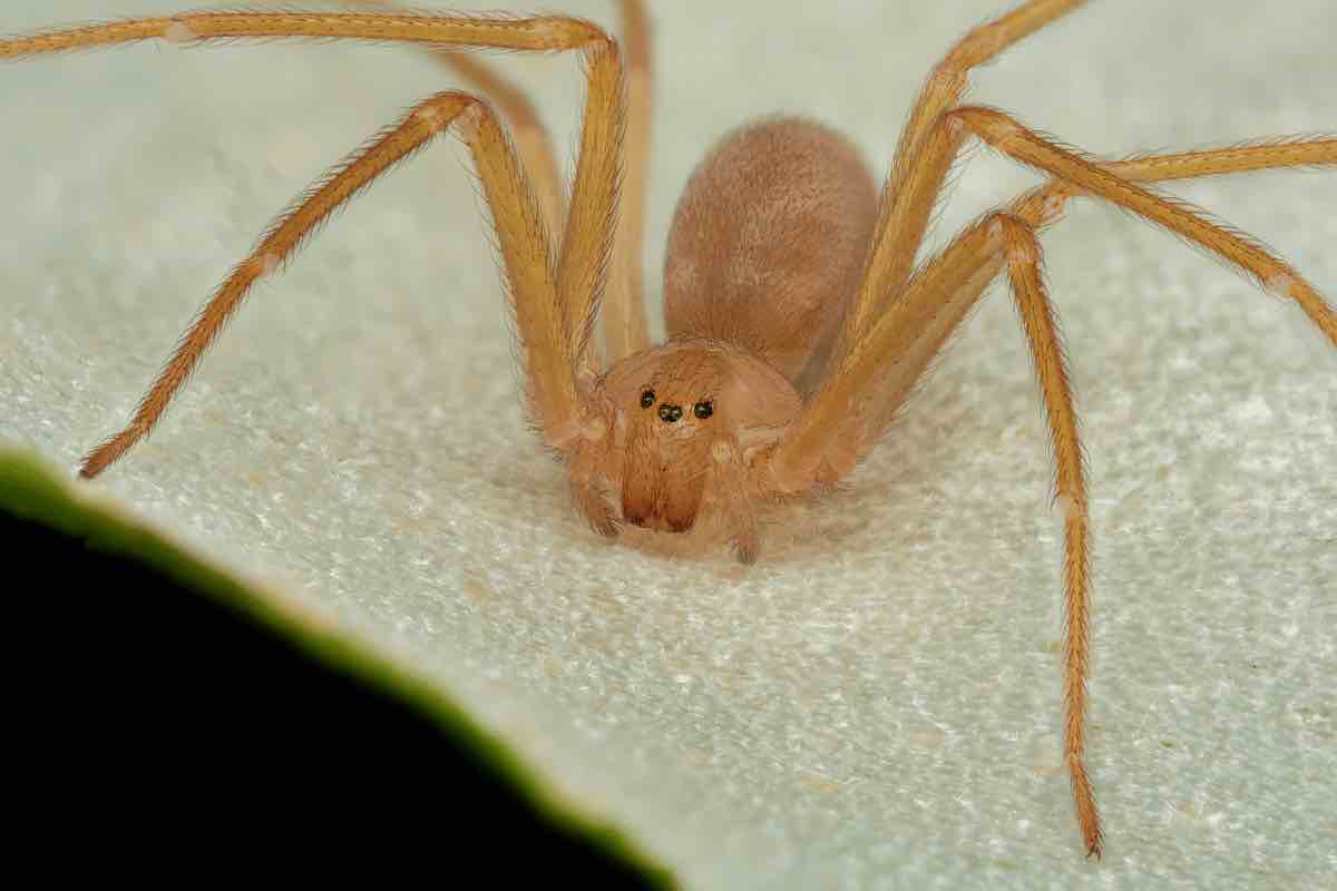 Ragno violino in Italia, dove si trova: dalle segnalazioni alla mappa e ...